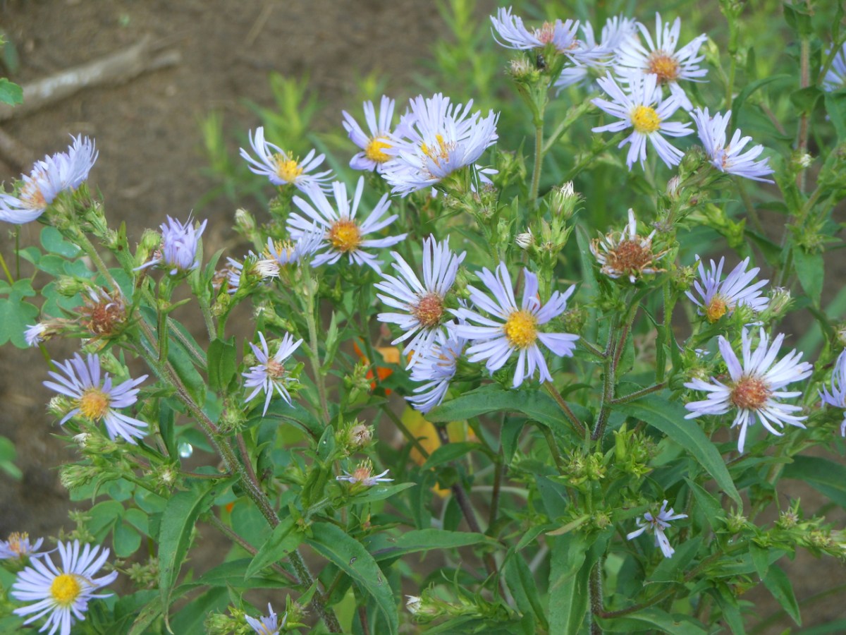 Purple-stemmed Aster – Beaux Arbres Plantes Indigènes / Native Plants