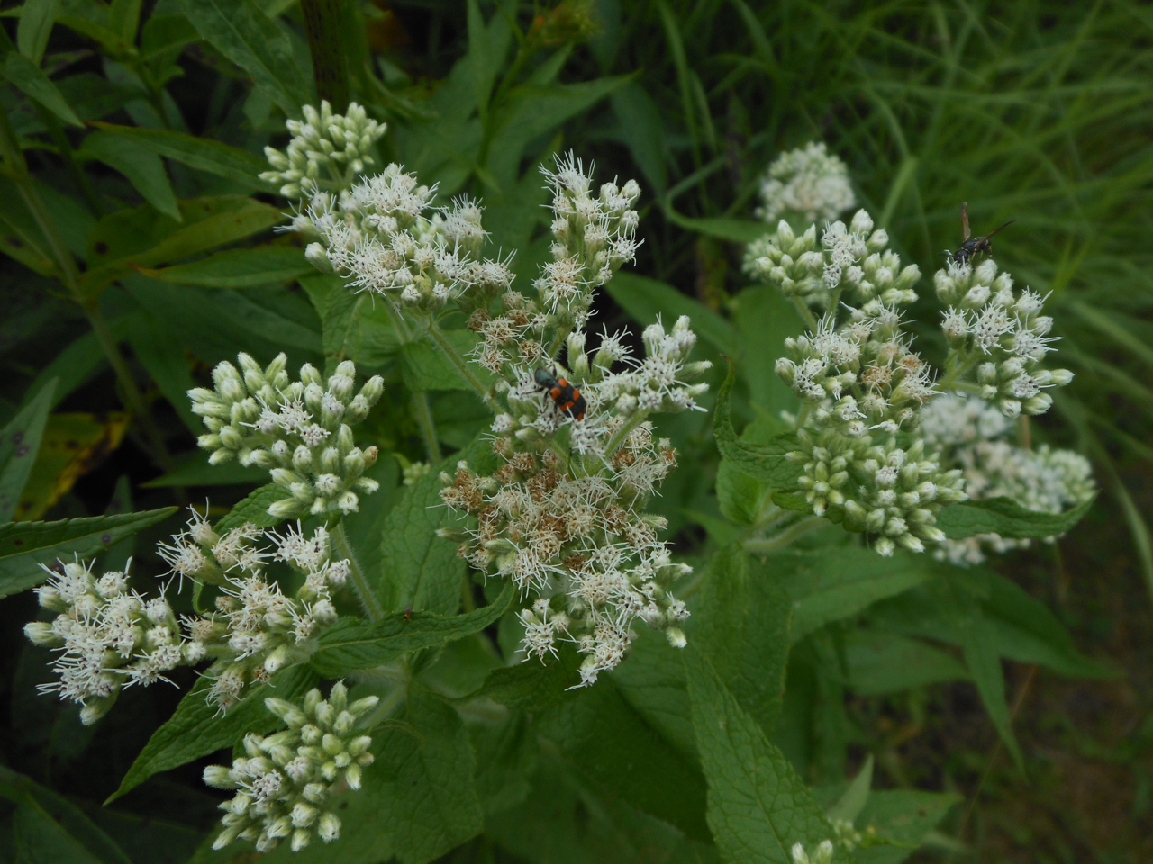 Boneset – Beaux Arbres Plantes Indigènes / Native Plants