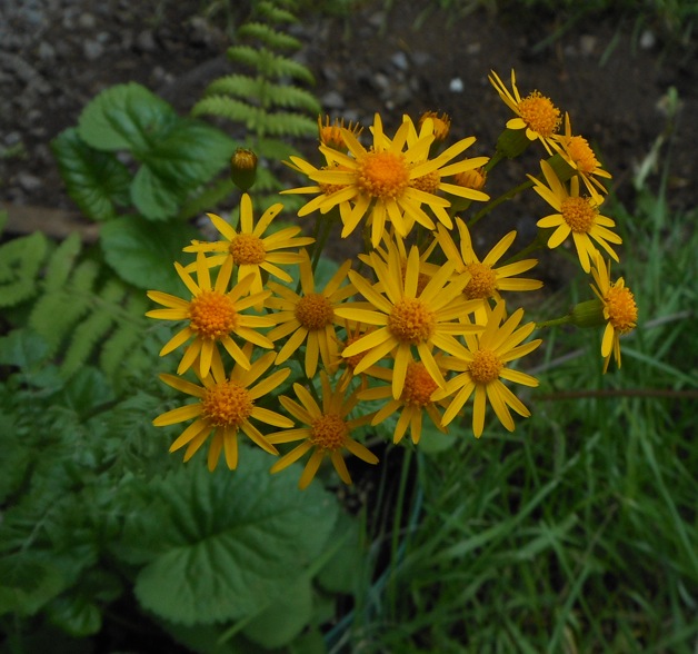 Golden Ragwort – Beaux Arbres Plantes Indigènes / Native Plants