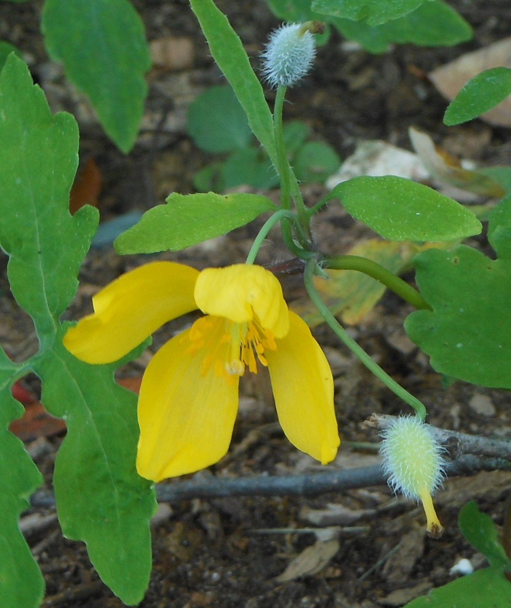 Wood Poppy – Beaux Arbres Plantes Indigènes / Native Plants