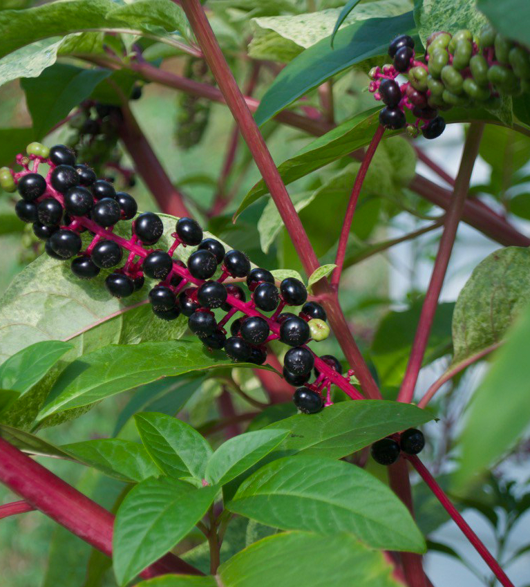 Poke – Beaux Arbres Plantes Indigènes / Native Plants