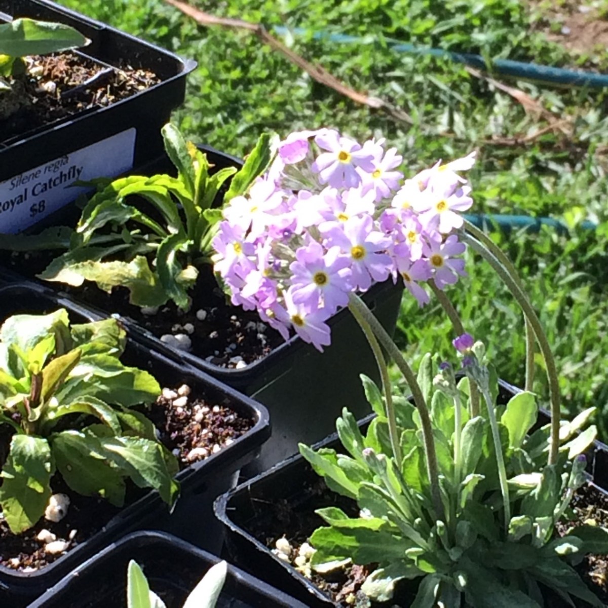 Dwarf Canadian Primrose – Beaux Arbres Plantes Indigènes / Native Plants