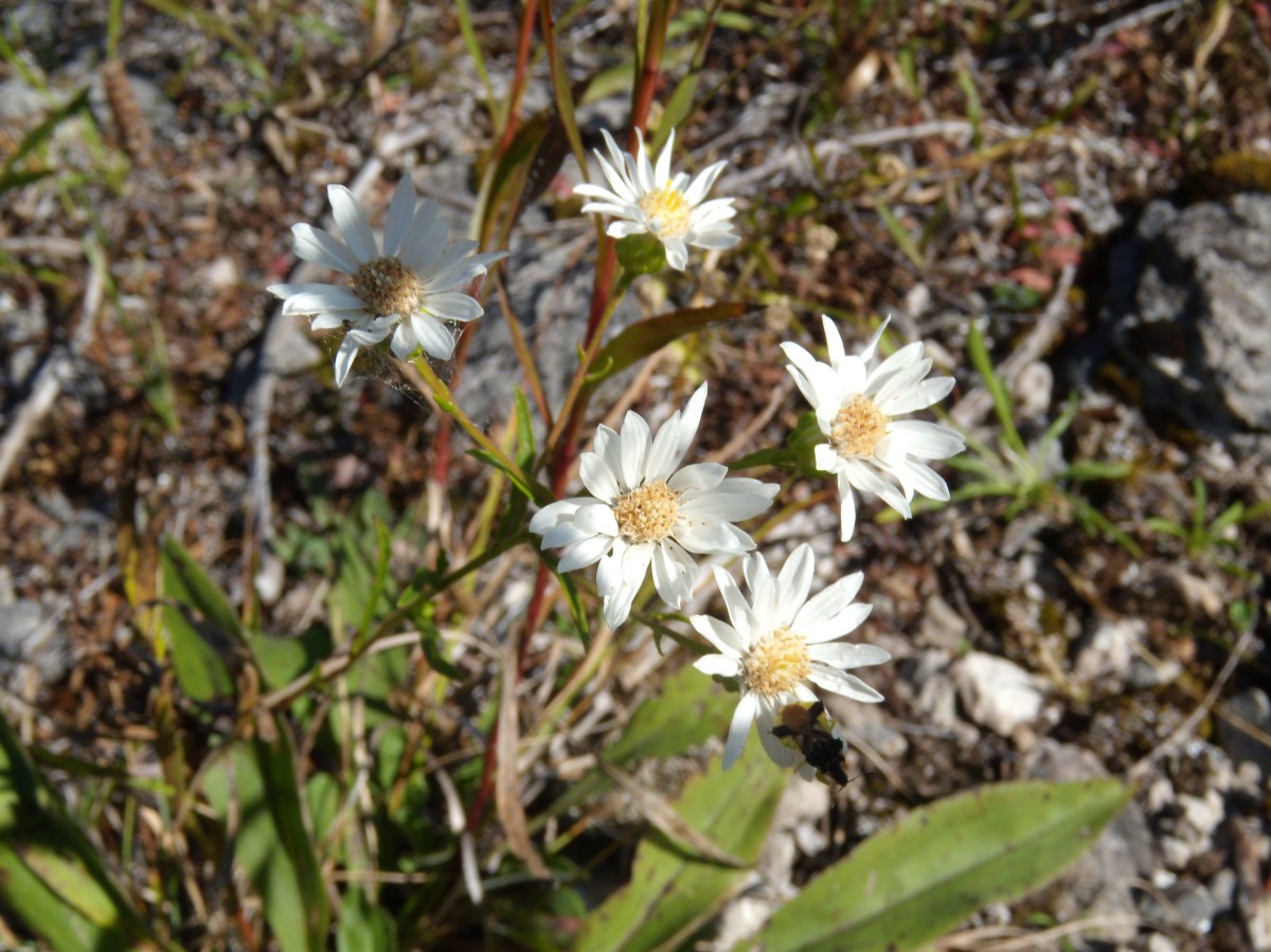 Upland White Aster – Beaux Arbres Plantes Indigènes / Native Plants