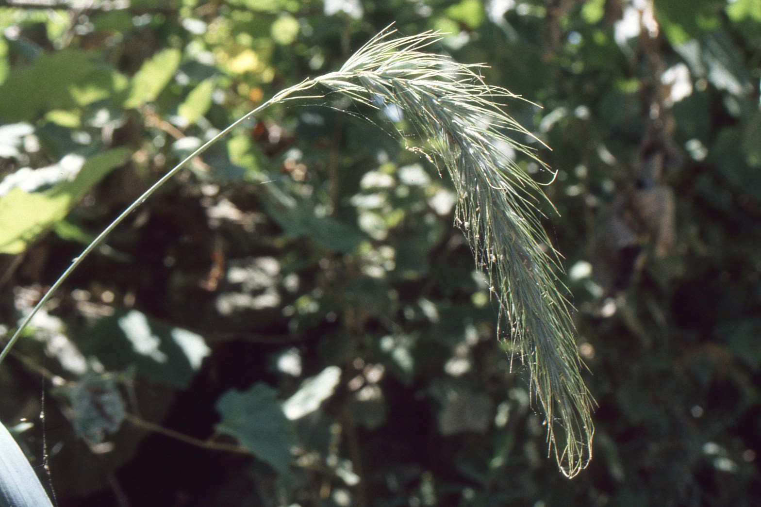 Riverbank Wild Rye – Beaux Arbres Plantes Indigènes / Native Plants