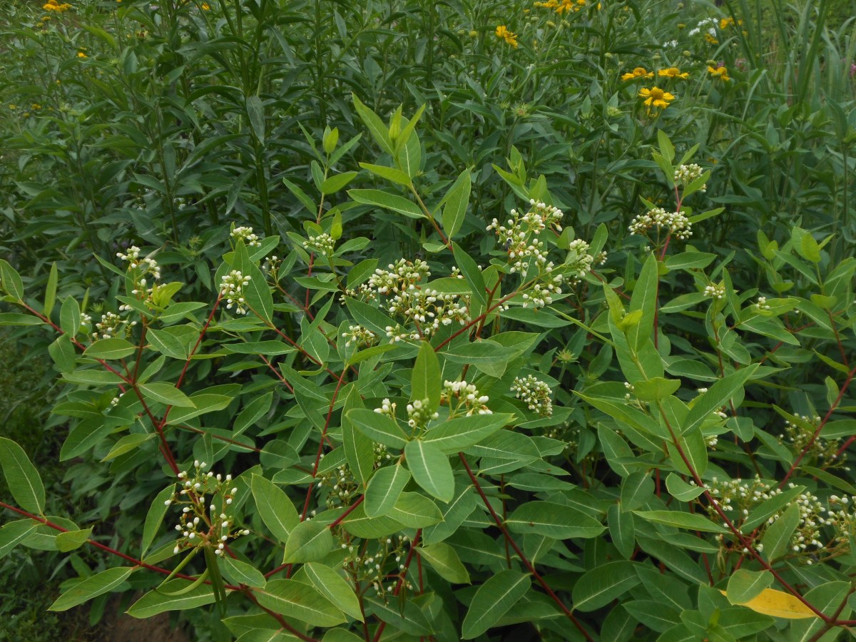 Indian Hemp – Beaux Arbres Plantes Indigènes / Native Plants