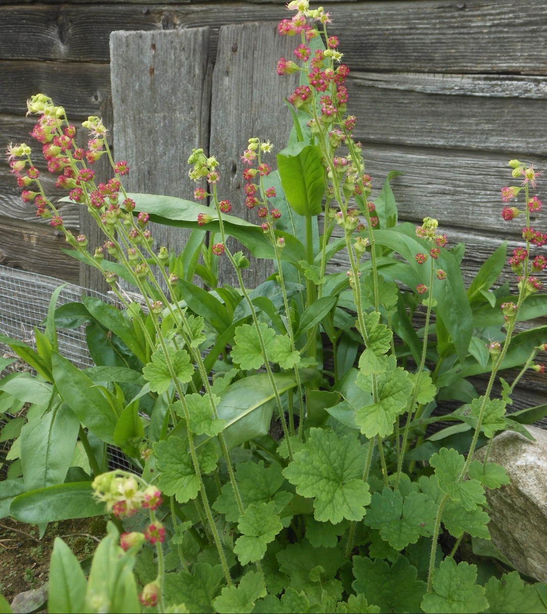 Prairie Alumroot – Beaux Arbres Plantes Indigènes / Native Plants