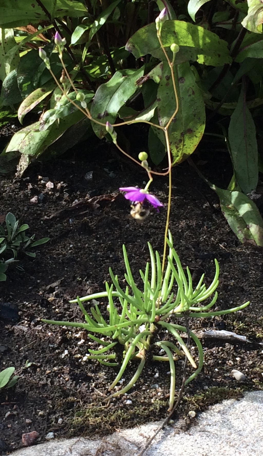 Rock Pink – Beaux Arbres Plantes Indigènes / Native Plants