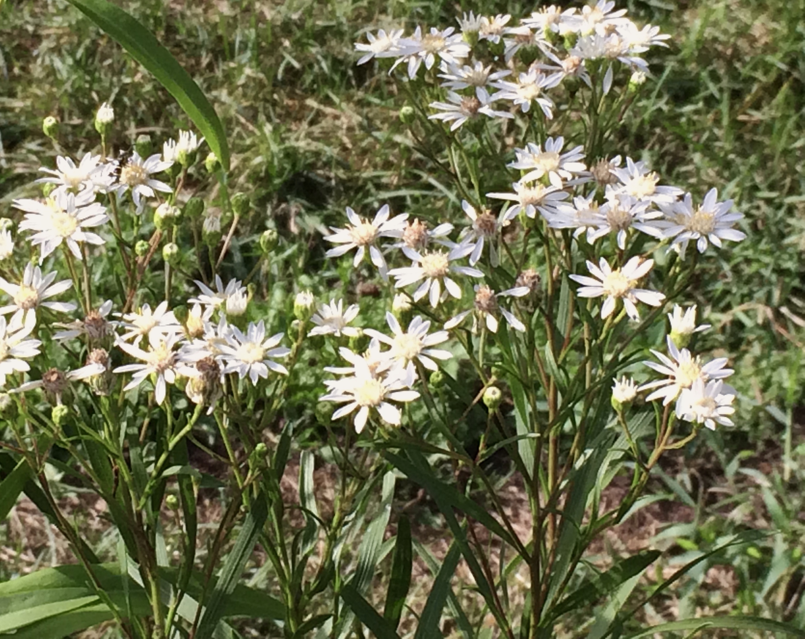 Upland White Aster – Beaux Arbres Plantes Indigènes / Native Plants