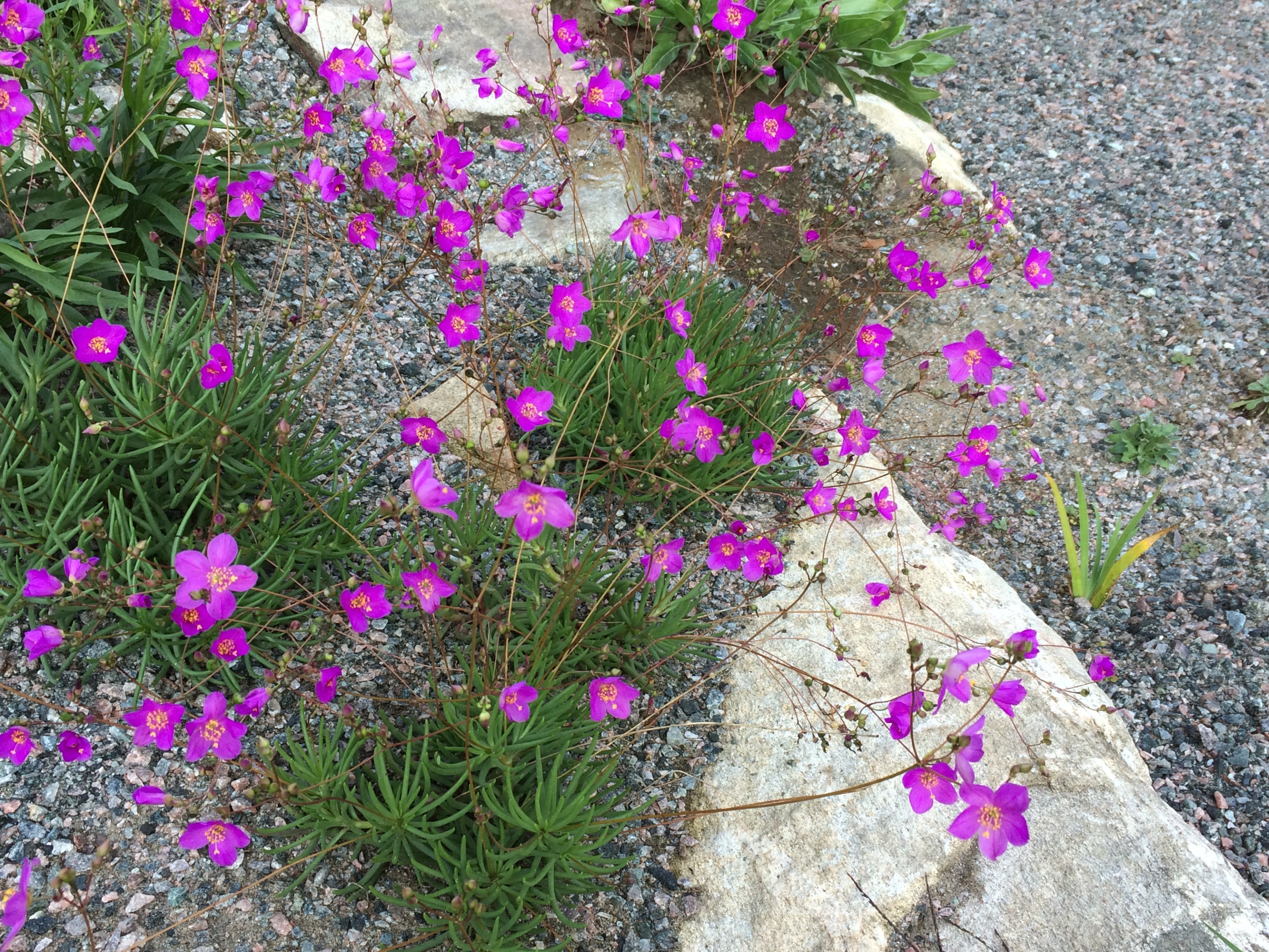 Rock Pink – Beaux Arbres Plantes Indigènes / Native Plants