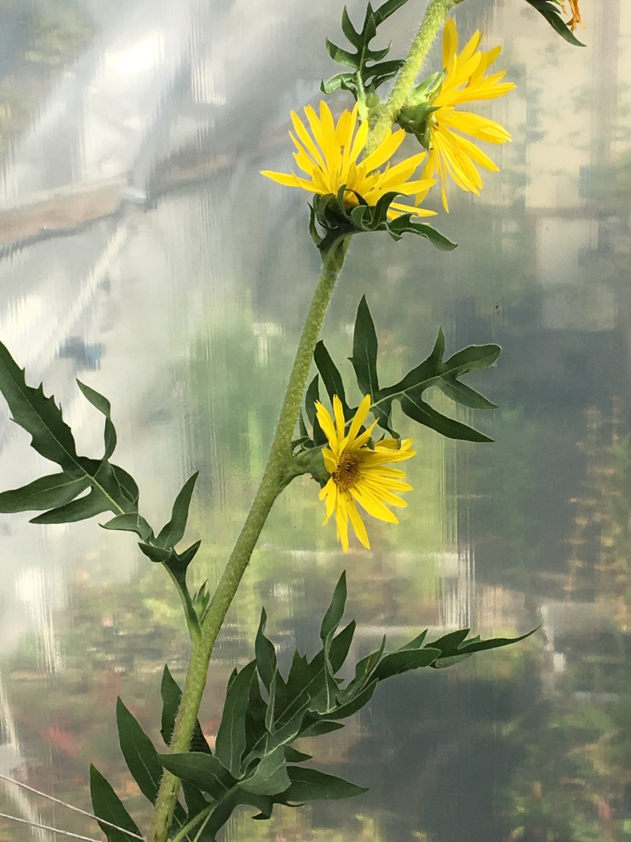 Compass Plant – Beaux Arbres Plantes Indigènes / Native Plants