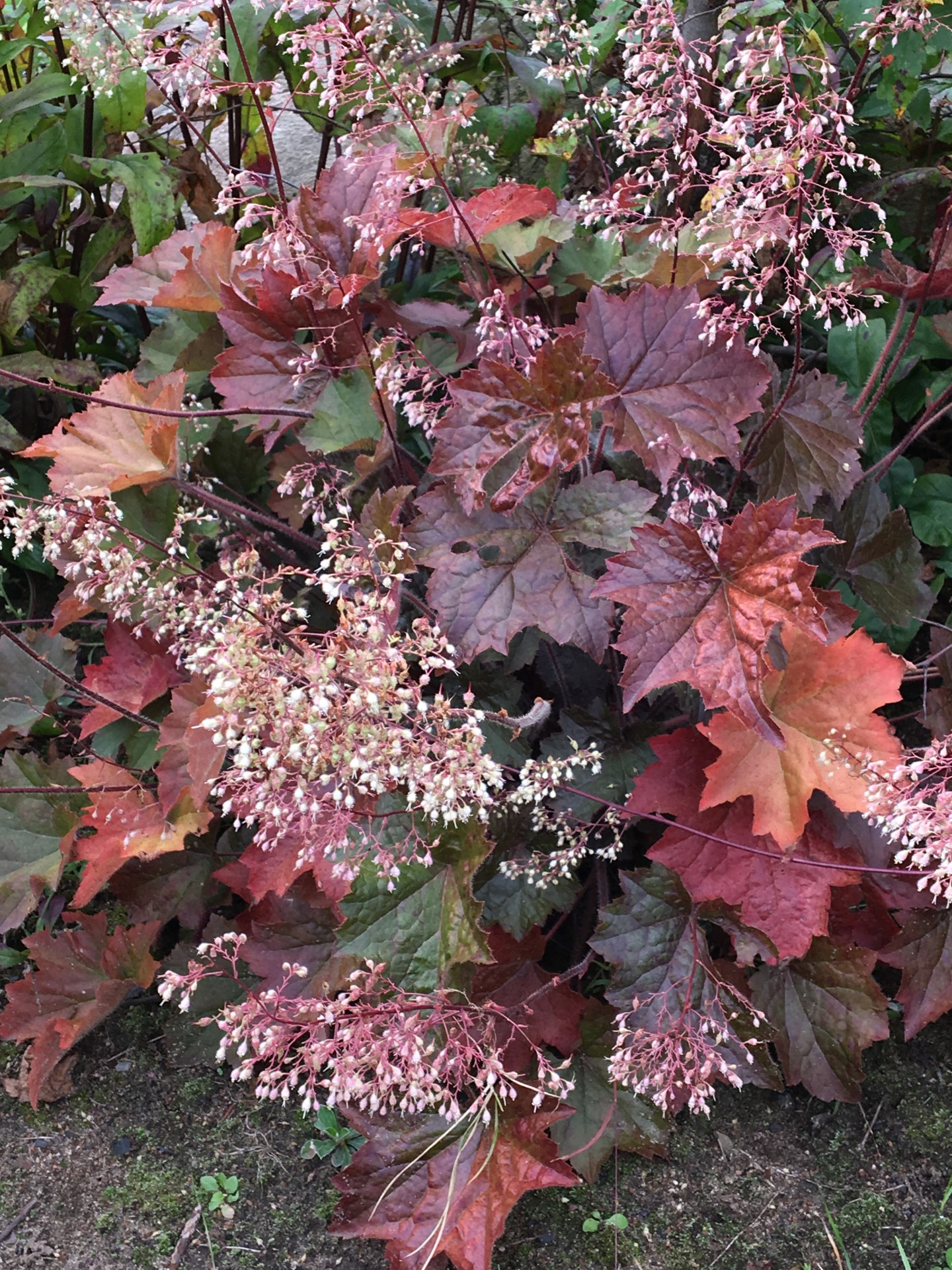 Maple-leaved Alumroot – Beaux Arbres Plantes Indigènes / Native Plants