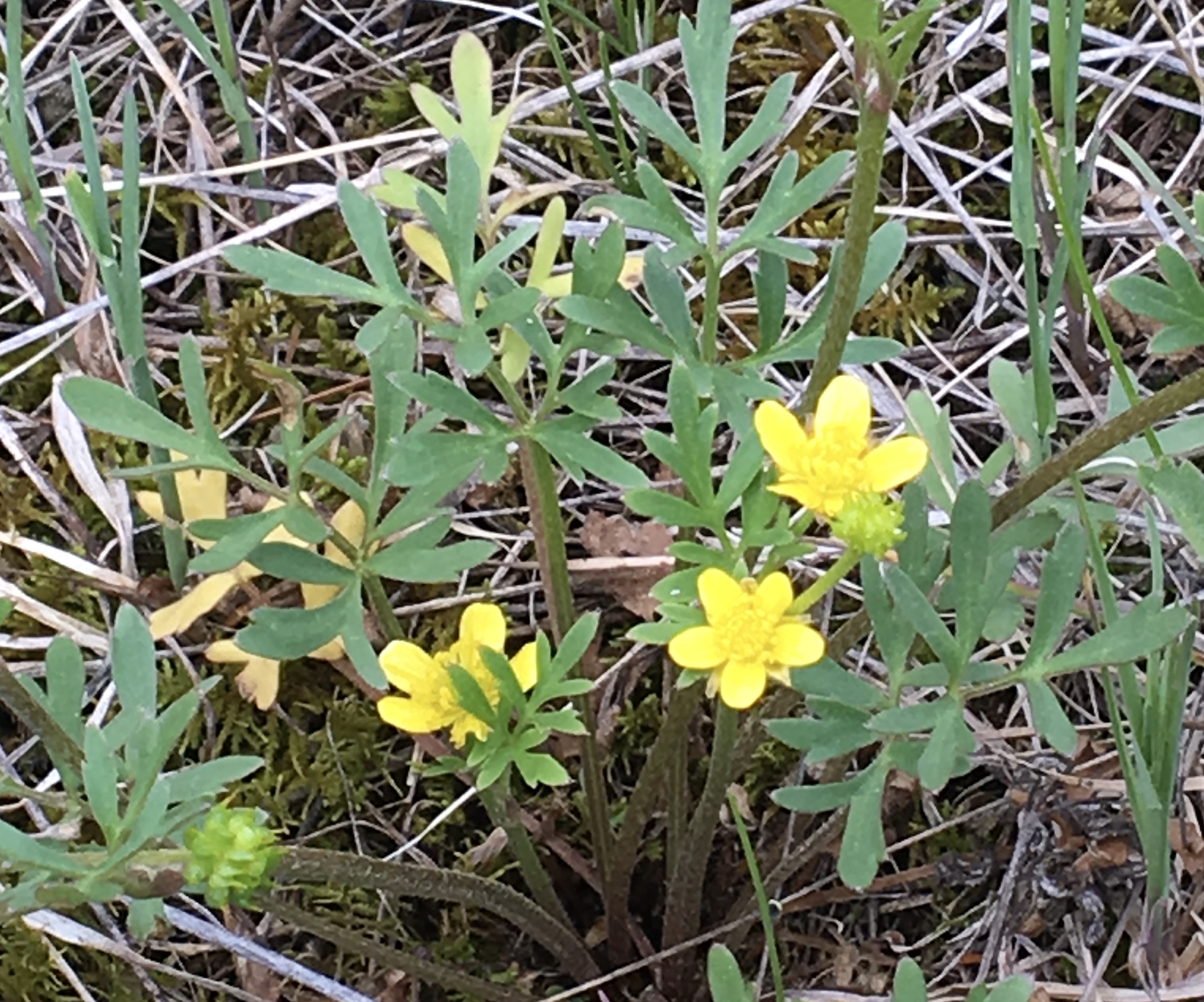 Early Buttercup – Beaux Arbres Plantes Indigènes / Native Plants