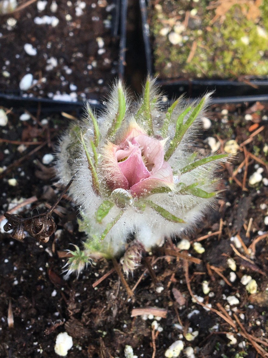 First Flower of the Spring: Prairie Crocus – Beaux Arbres Plantes ...