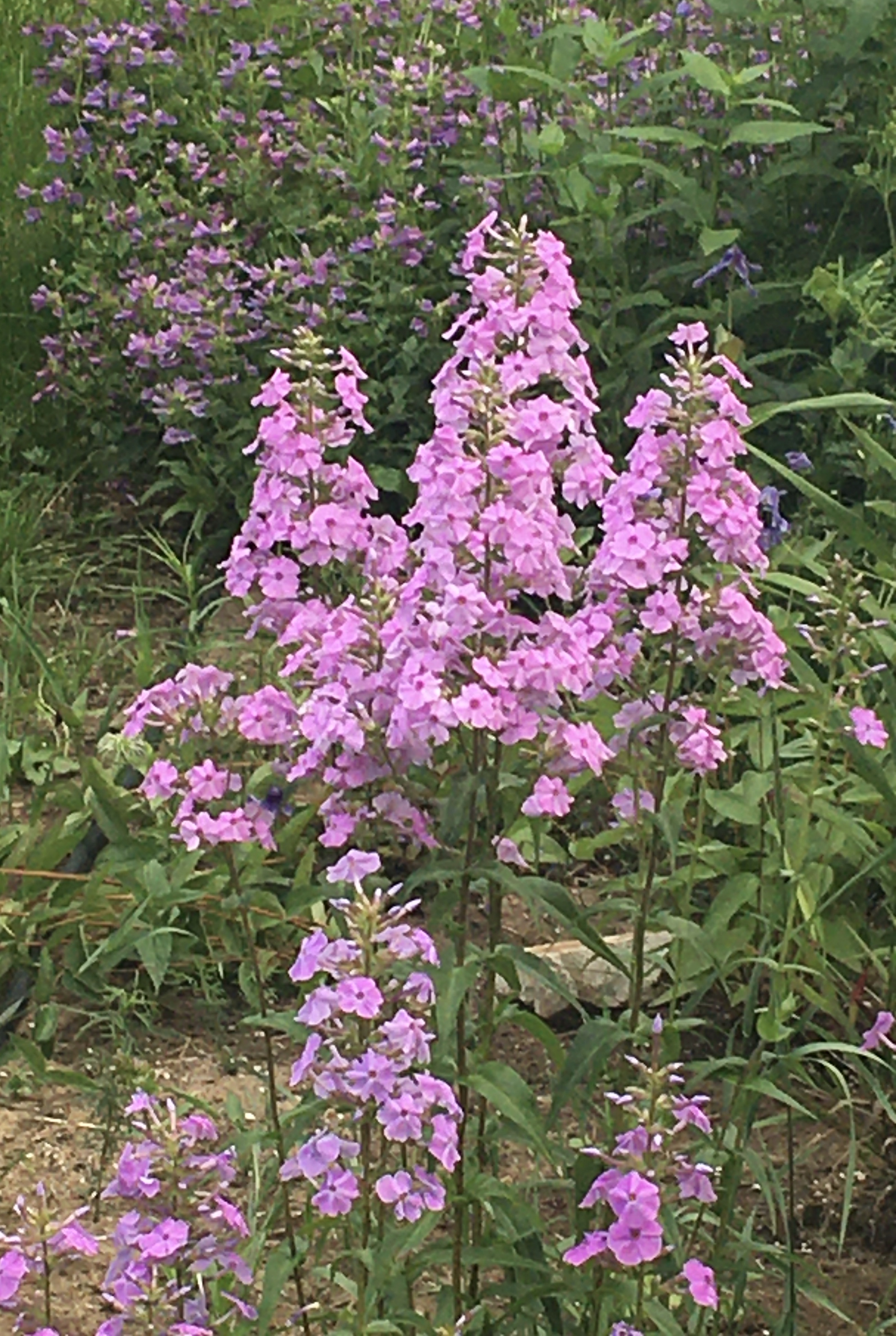New Plant Availability List for June 2025 – Beaux Arbres Plantes ...